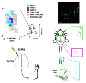 Ganzer Neurotechnology Laboratory - The Miami Project